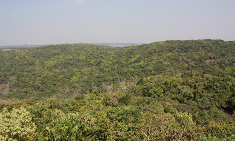 Canopy Machan Lonavala | Canopy Machan | Lonavala Hotels & Resorts ...