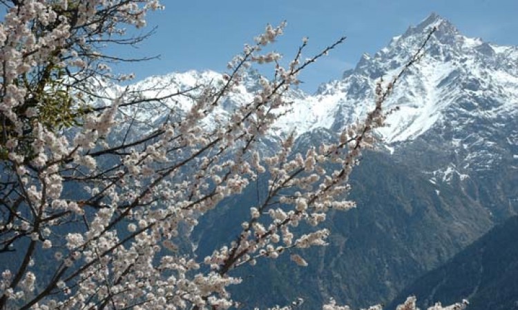 Hotel Golden Apple Kalpa | Hotel Golden Apple | Kalpa Hotels & Resorts ...